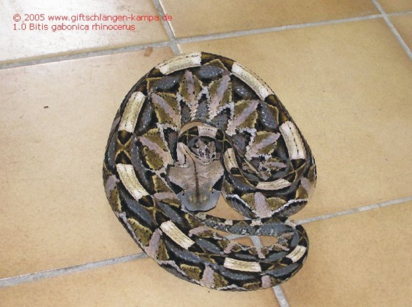 Bitis gabonica rhinoceros Bild02